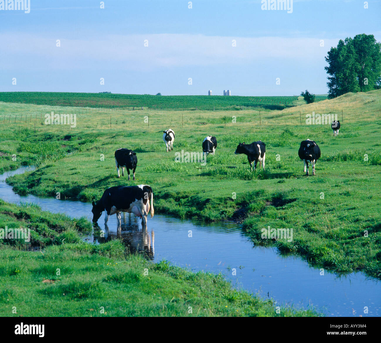 DAIRY COWS AND HEIFERS IOWA Stock Photo - Alamy