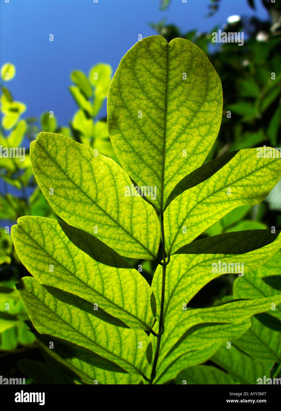 Leaves in light concept Stock Photo - Alamy