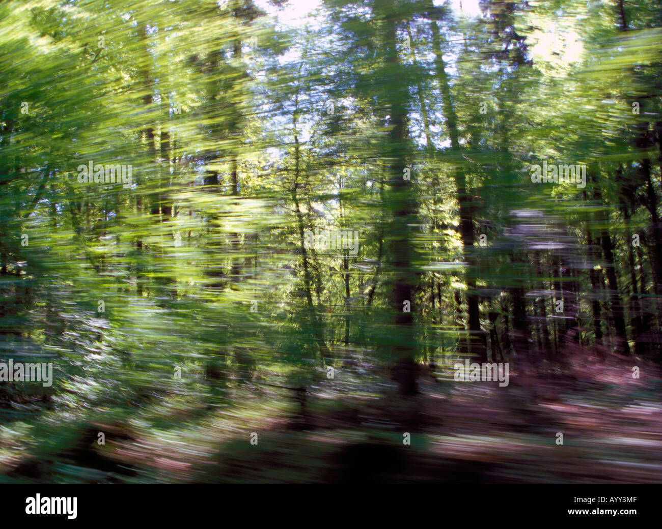 Forest in movement concept Stock Photo - Alamy