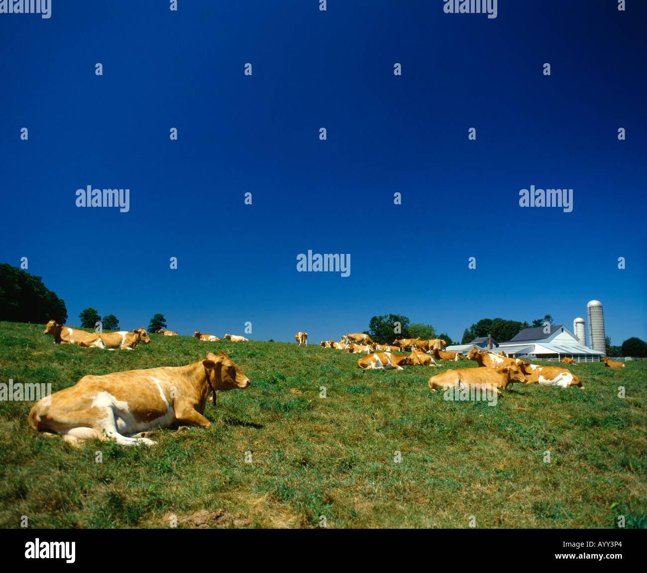 Lactating cows hi-res stock photography and images - Alamy