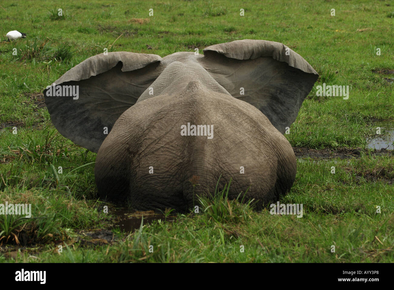 Back view elephants hi-res stock photography and images - Alamy