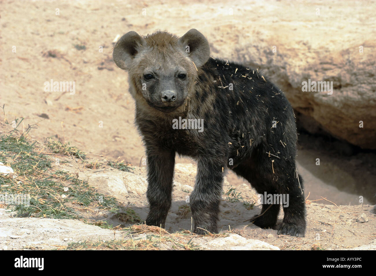 young hyena standing in front of den Hyaenidae Stock Photo - Alamy
