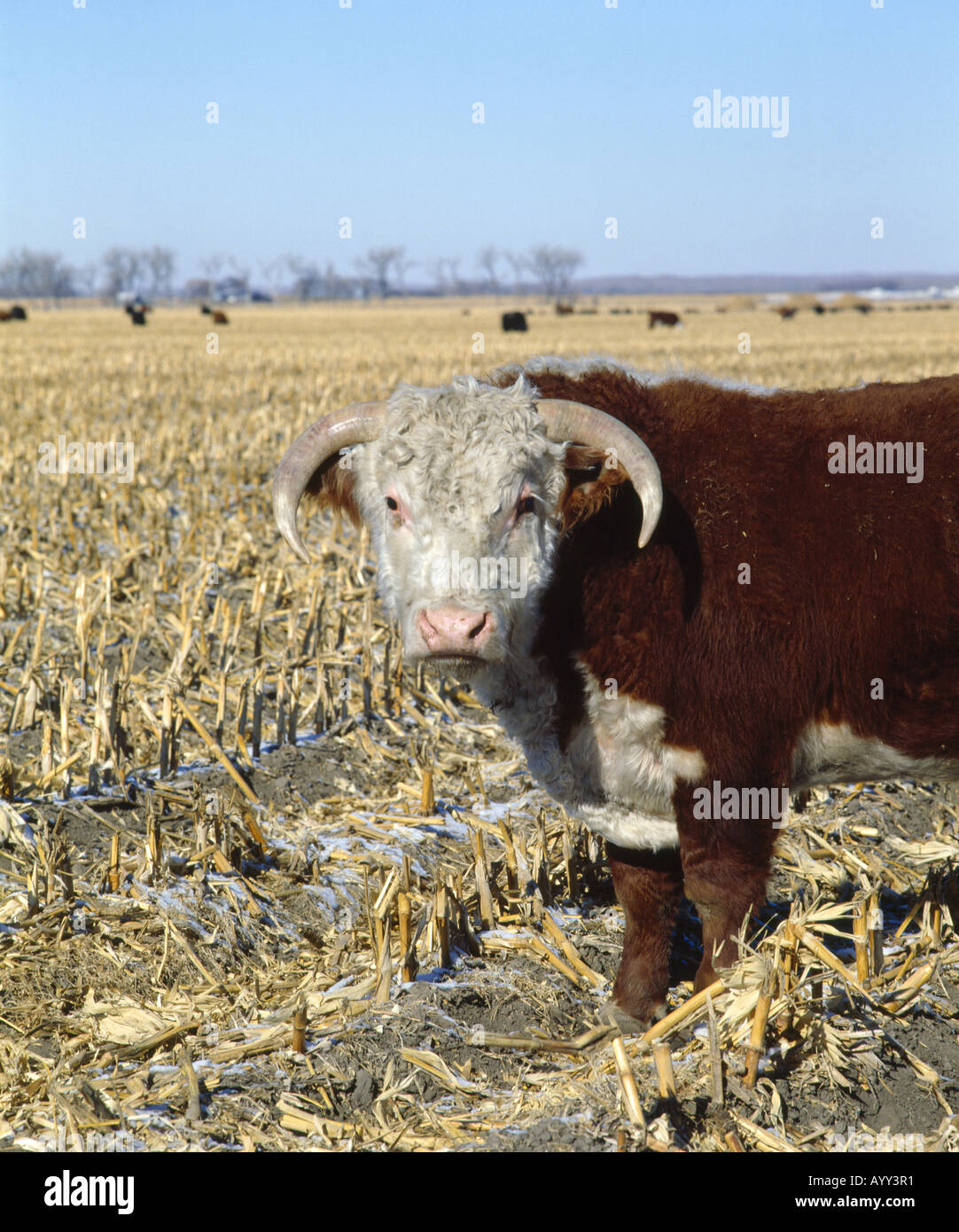 Hereford bull horns hi-res stock photography and images - Alamy