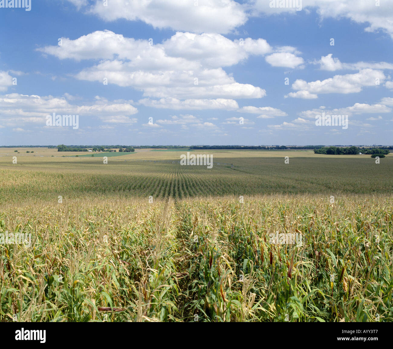 Mature corn crops on farm hi-res stock photography and images - Alamy