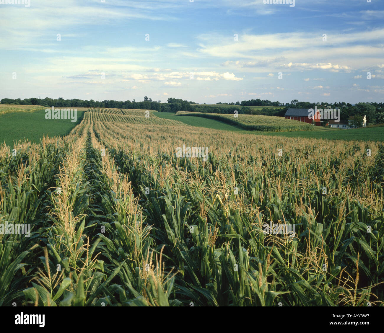 Farmette hi-res stock photography and images - Alamy