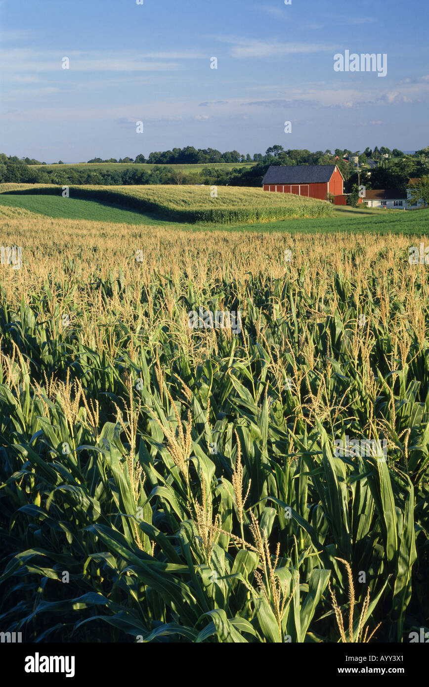 Rural pennsylvania crops hi-res stock photography and images - Alamy