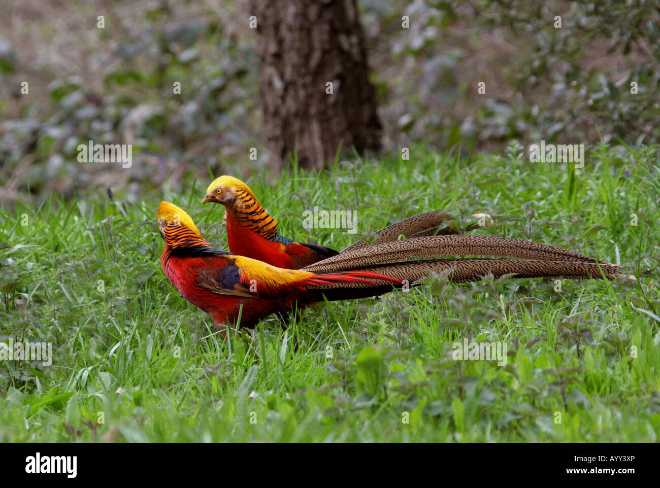 Golden Pheasant or Chinese Pheasant, Chrysolophus pictus Stock Photo ...