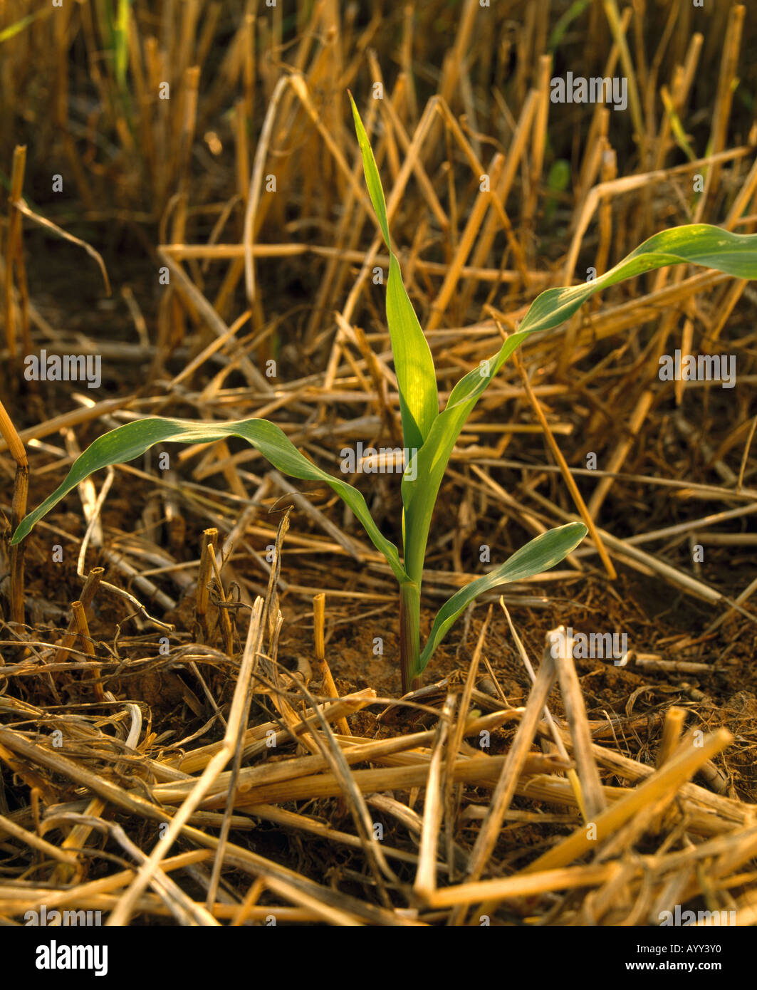 No till corn hi-res stock photography and images - Alamy
