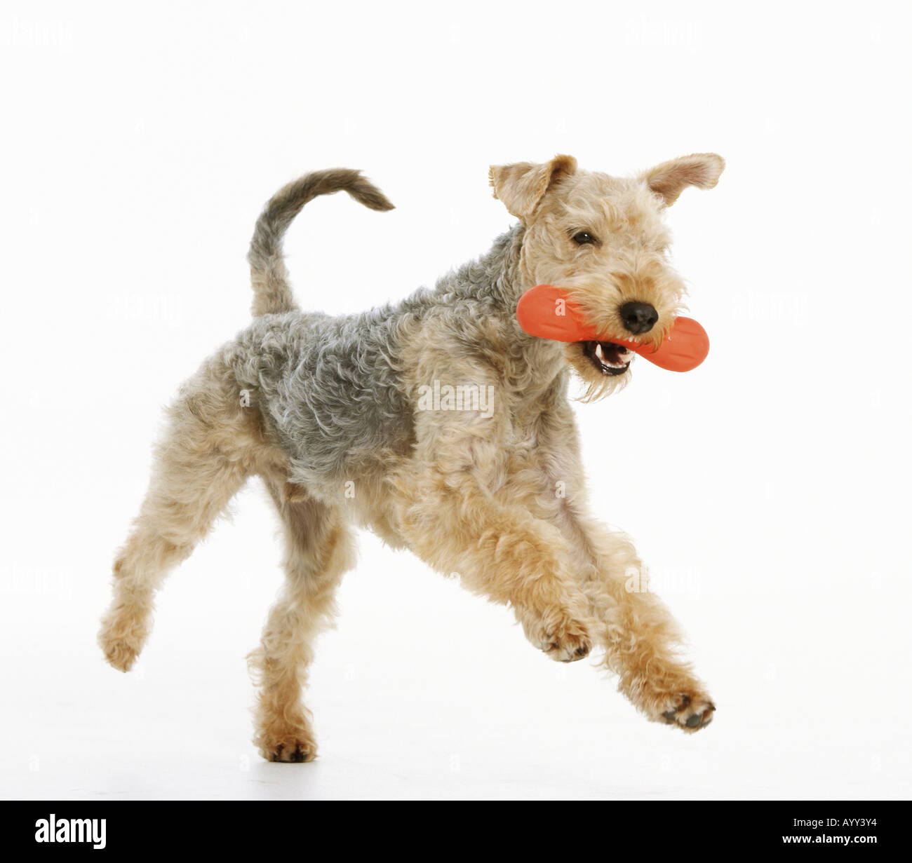 Animal dummy Cut Out Stock Images & Pictures - Alamy