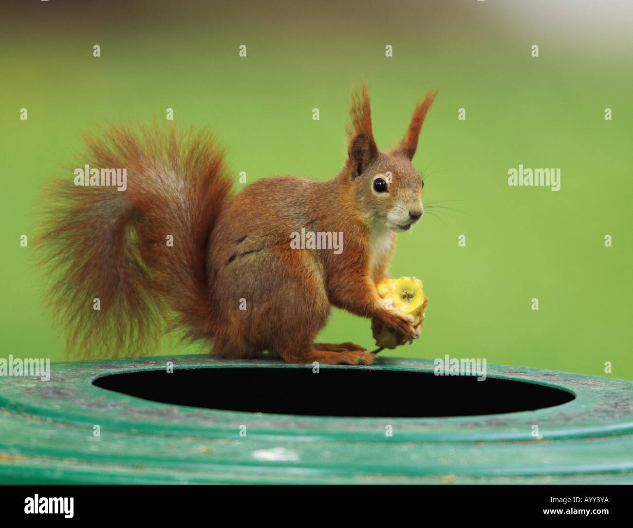 Squirrel eating trash hi-res stock photography and images - Alamy