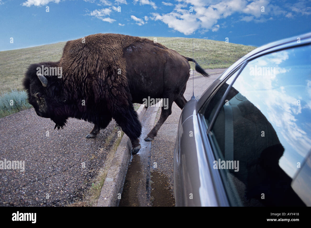 American bison bull ambles past visitor s automobile Theodore Roosevelt ...