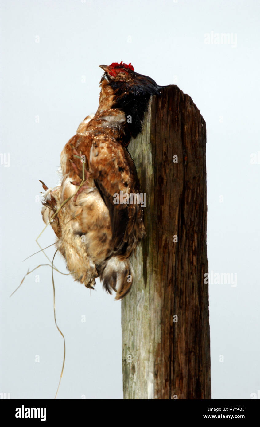 A dead chicken hanging from a wooden post Stock Photo - Alamy
