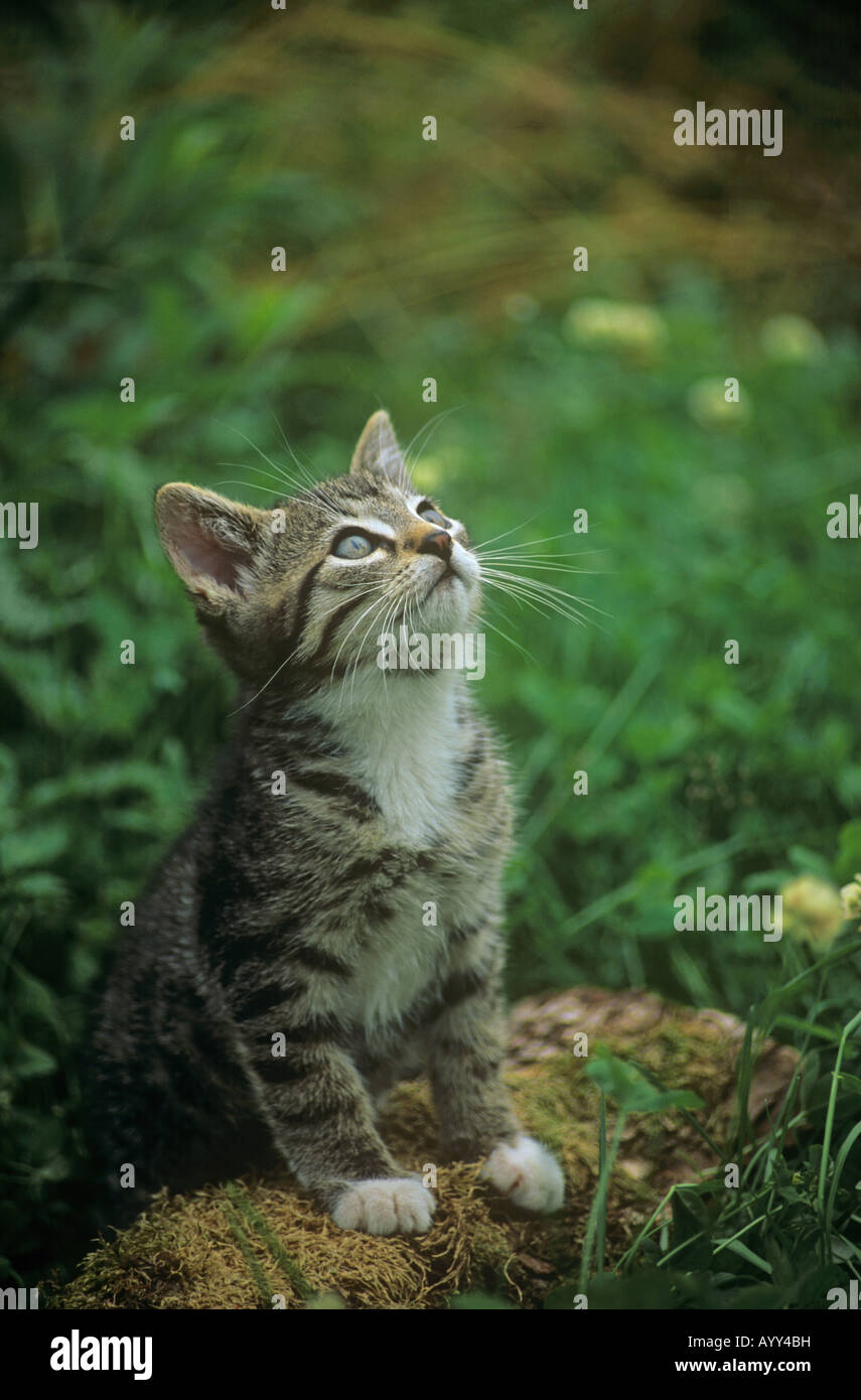 kitten - standing Stock Photo - Alamy