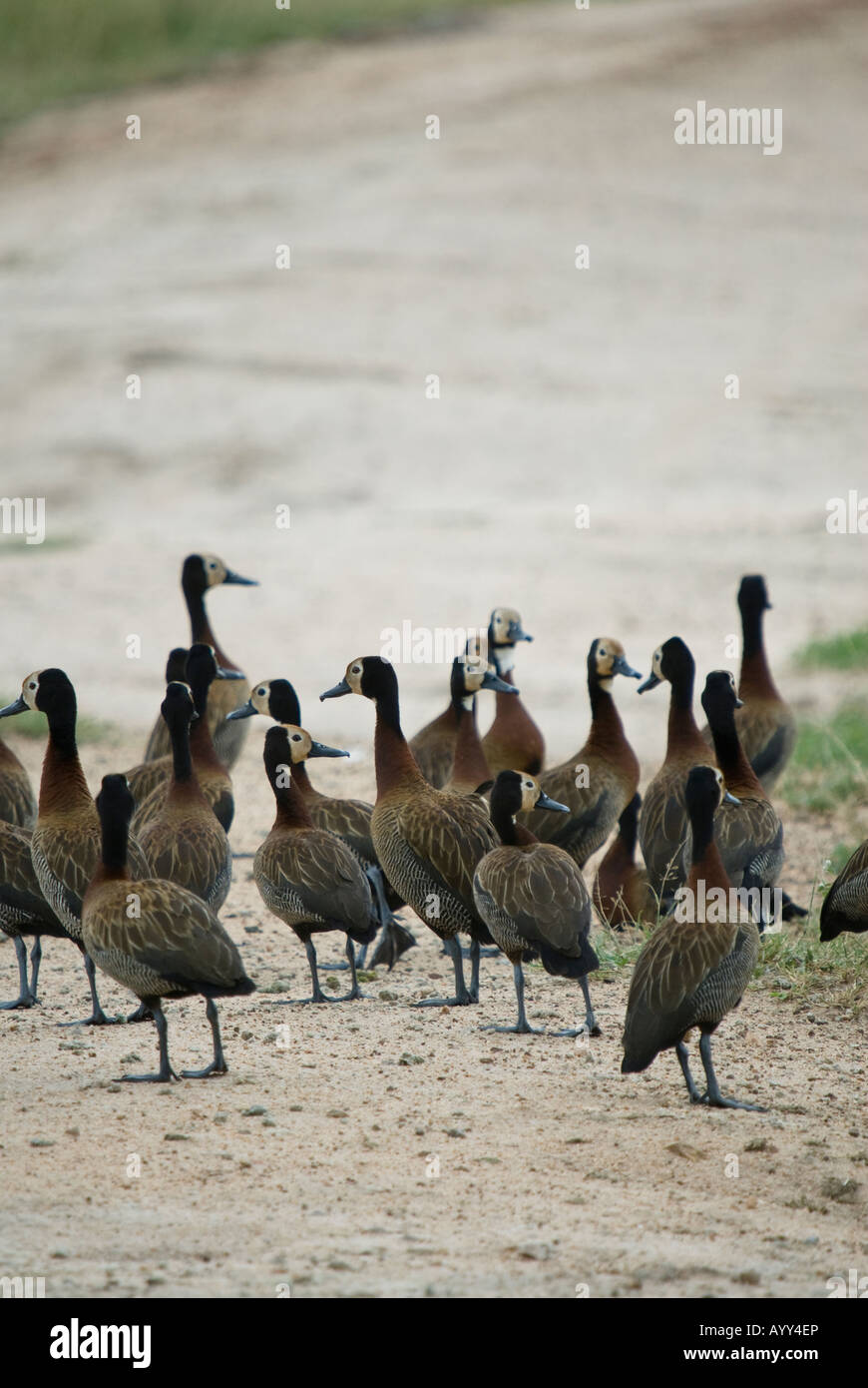 A flock of white-faced ducks standing on a dam wall in the African bush ...