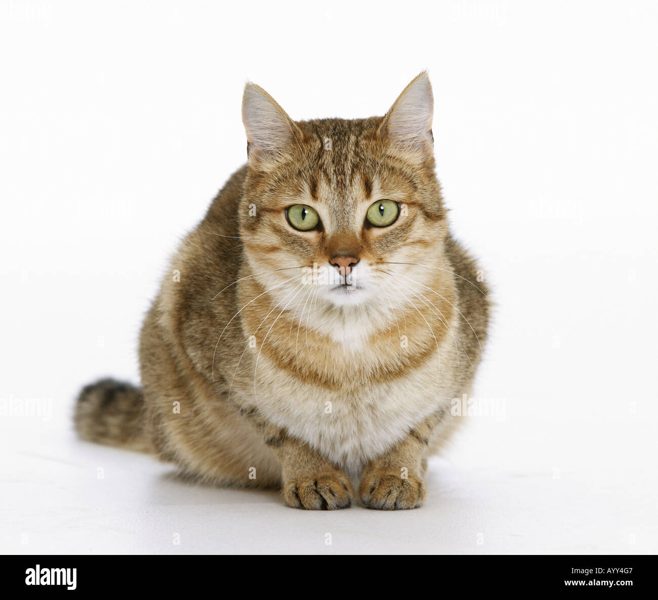domestic cat sitting - cut out Stock Photo - Alamy