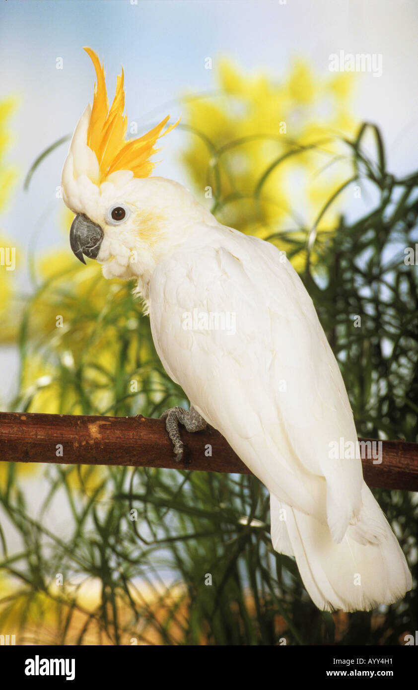 citron crested cockatoo on branch / Cacatua sulphurea citrinocristata ...
