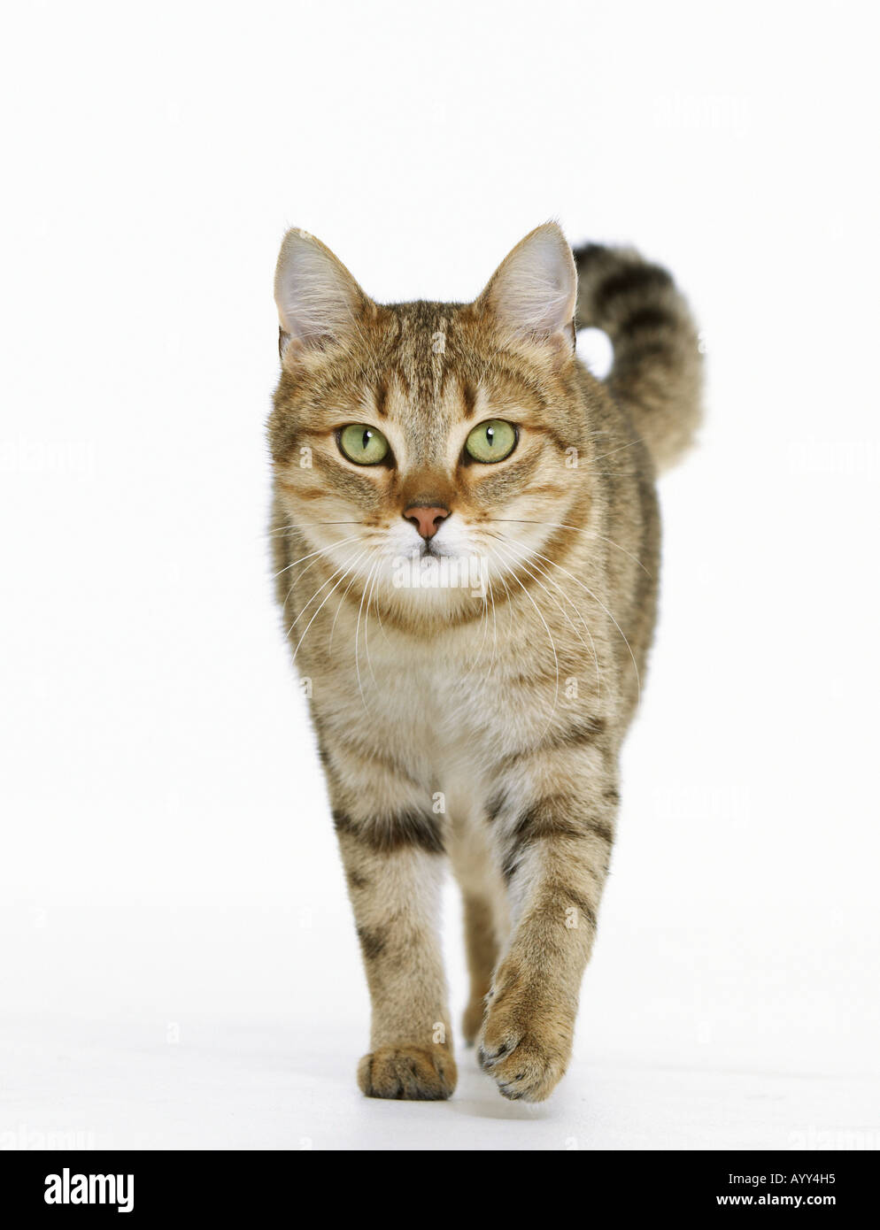 domestic cat standing - cut out Stock Photo - Alamy