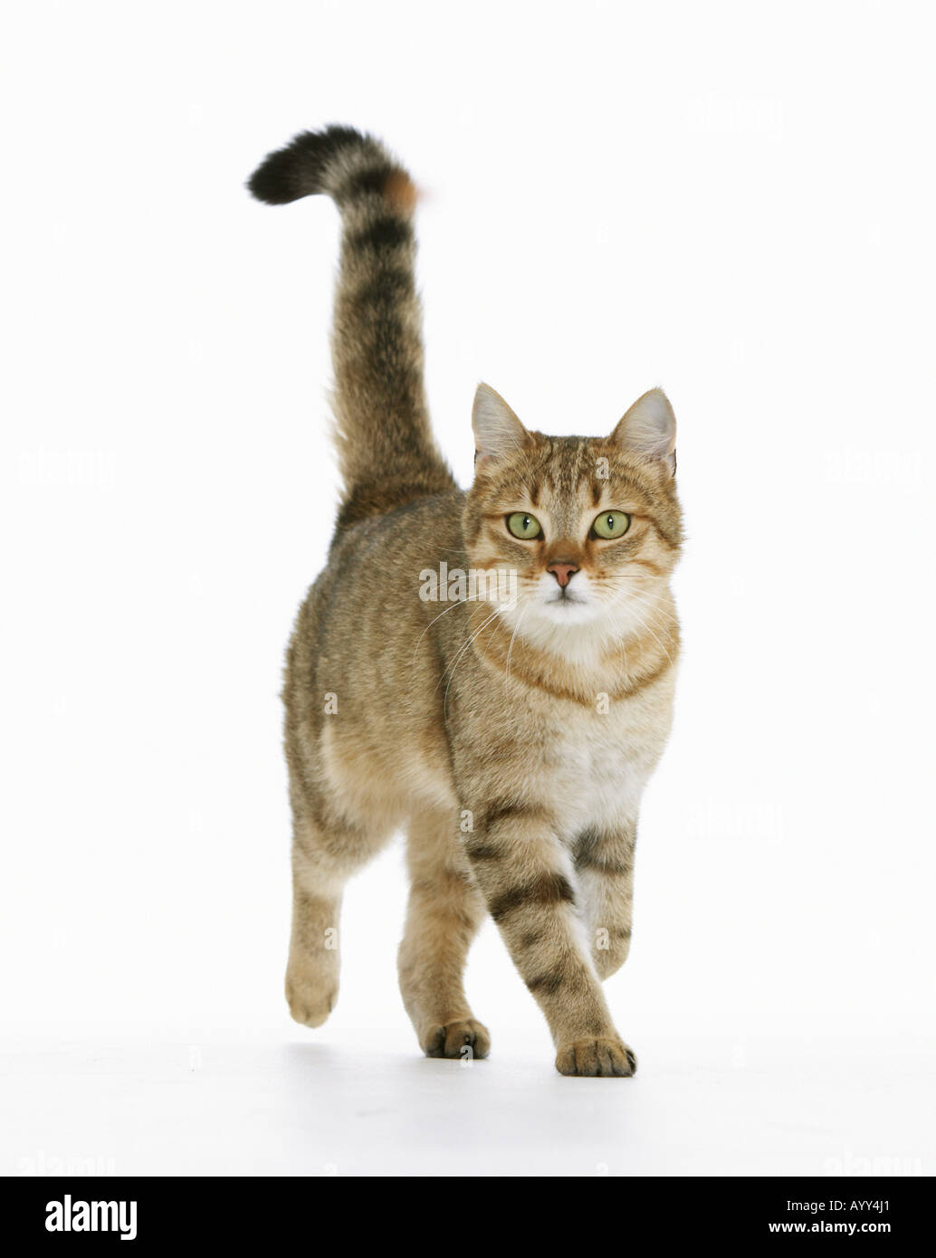 domestic cat walking - cut out Stock Photo - Alamy