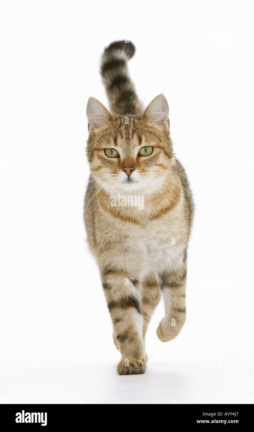 domestic cat walking - cut out Stock Photo - Alamy
