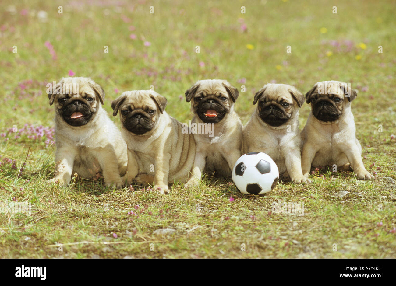 Pug. Five puppies sitting on a meadow, behind a soccer ball Stock Photo ...