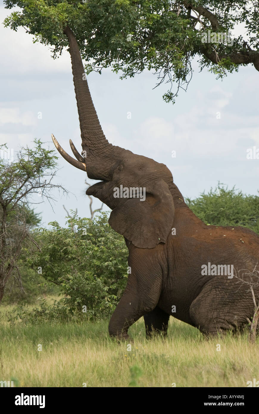 An African elephant reaching high up to pull leaves down from a tree ...