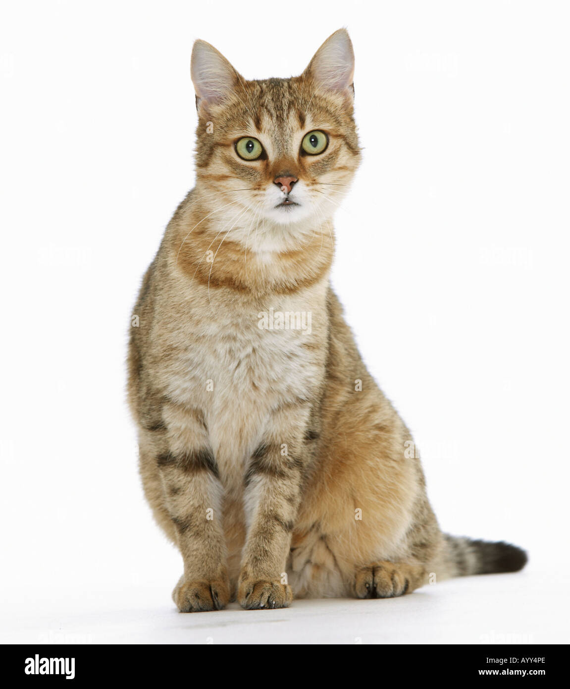 domestic cat sitting - cut out Stock Photo - Alamy