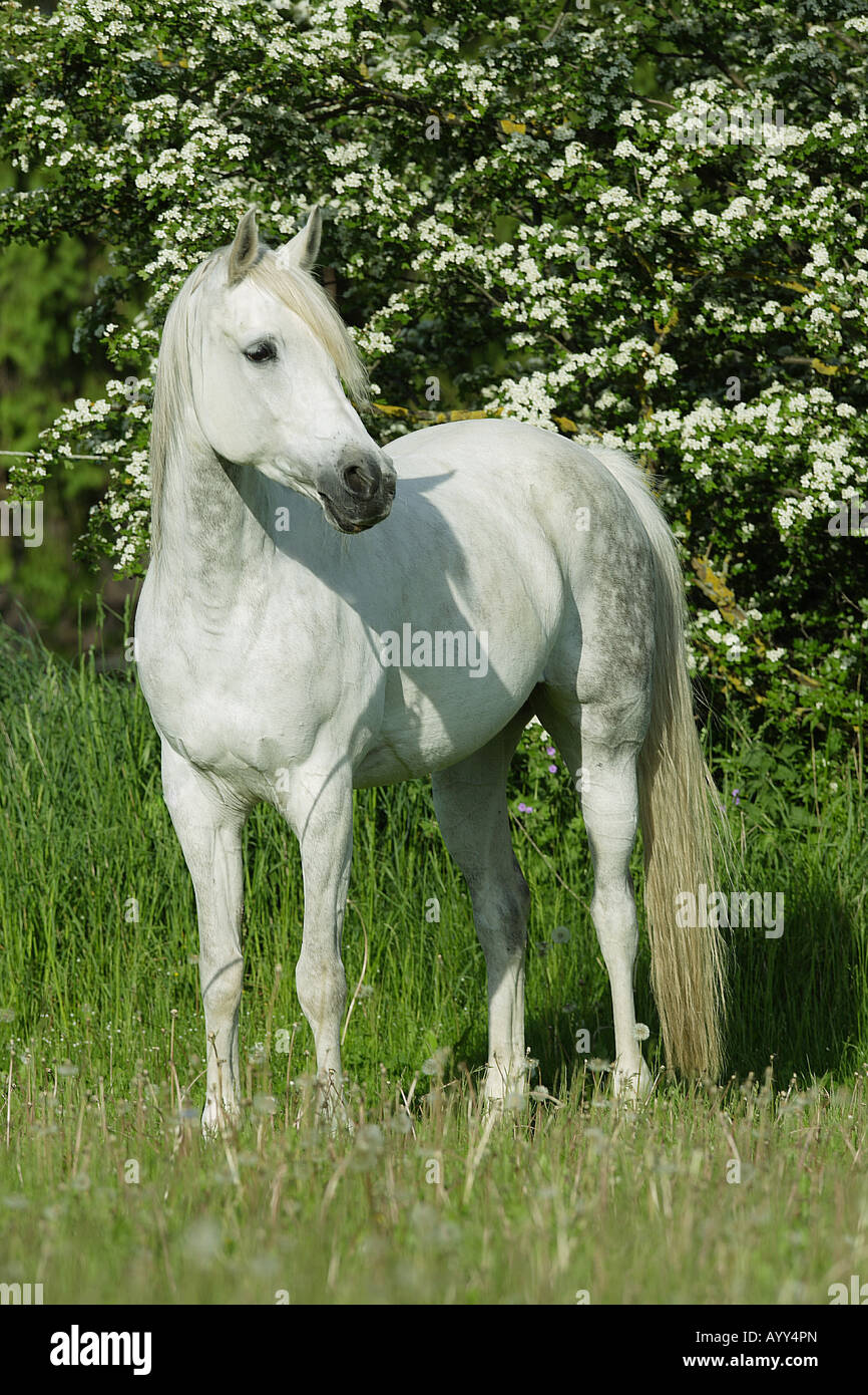 Arabian horse standing hi-res stock photography and images - Alamy