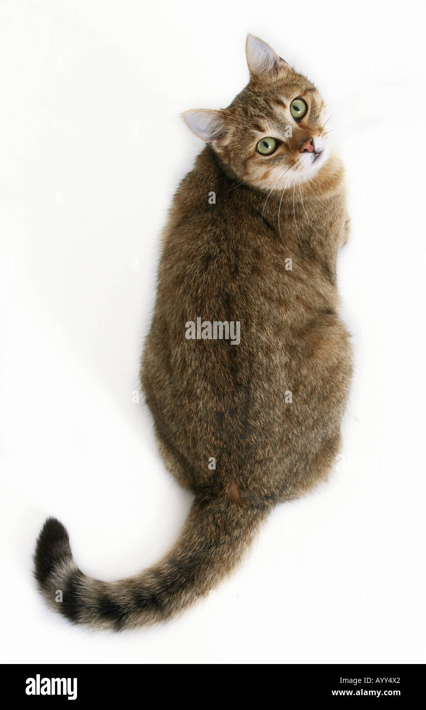domestic cat sitting - cut out Stock Photo - Alamy