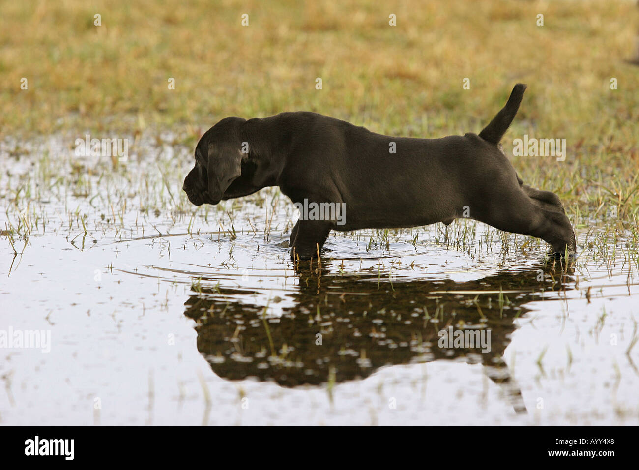 black Labrador puppy - standing in water Stock Photo - Alamy