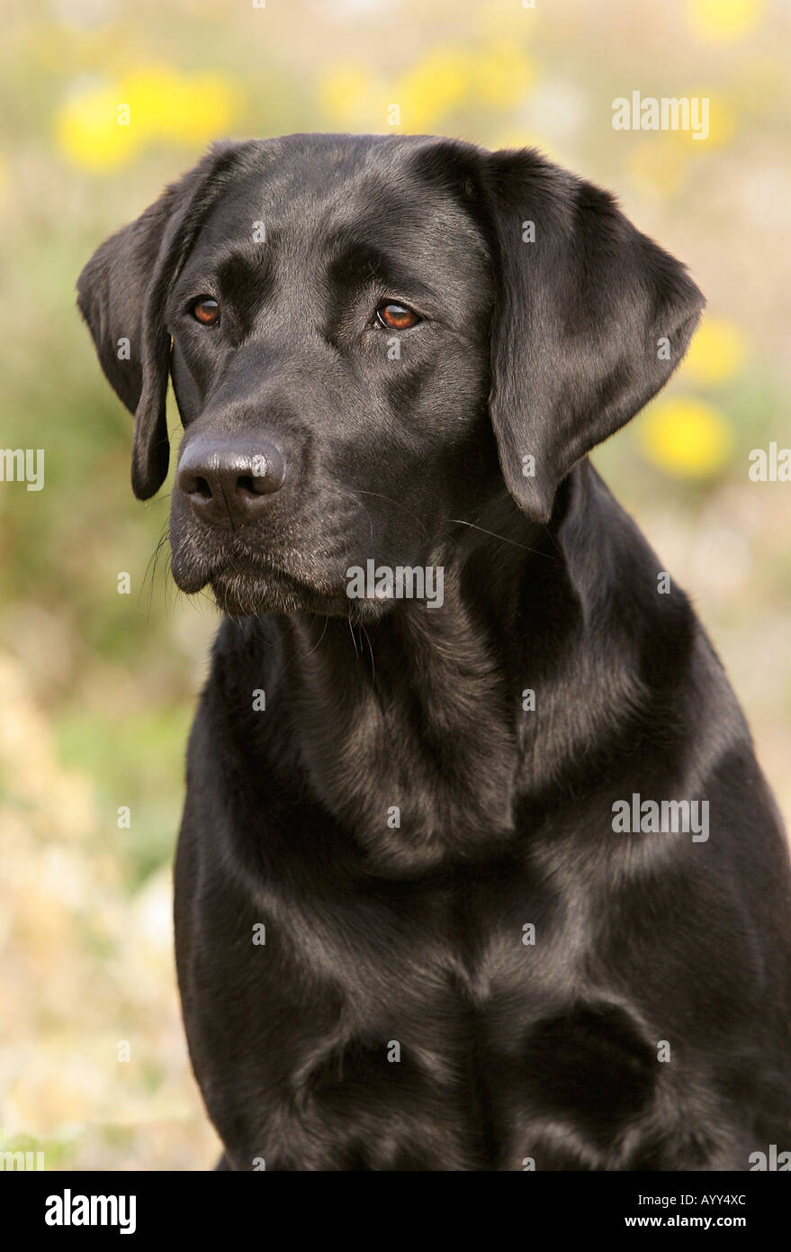 Labrador retriever portrait adult dog hi-res stock photography and ...