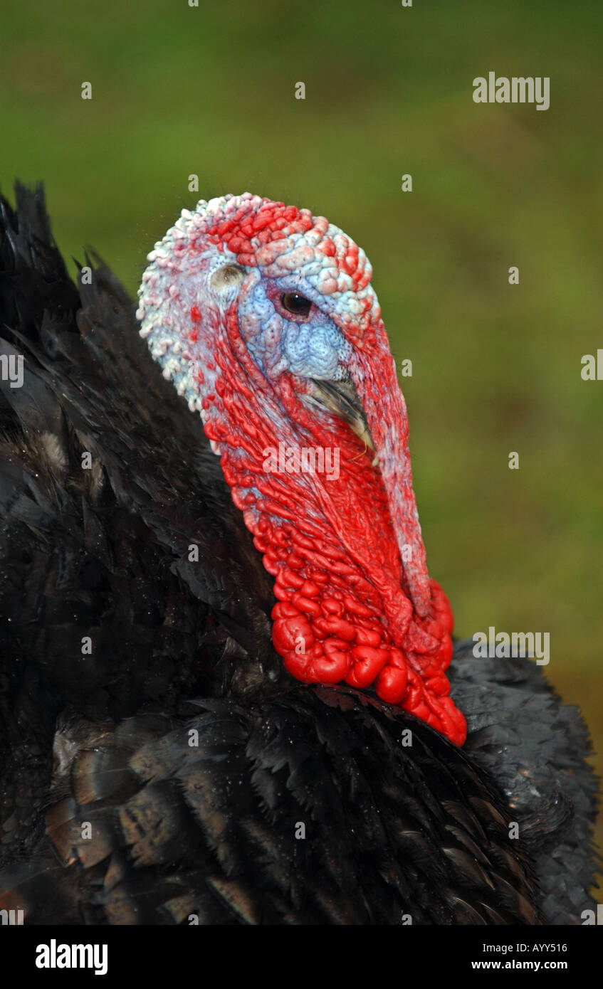 Alive turkey hi-res stock photography and images - Alamy
