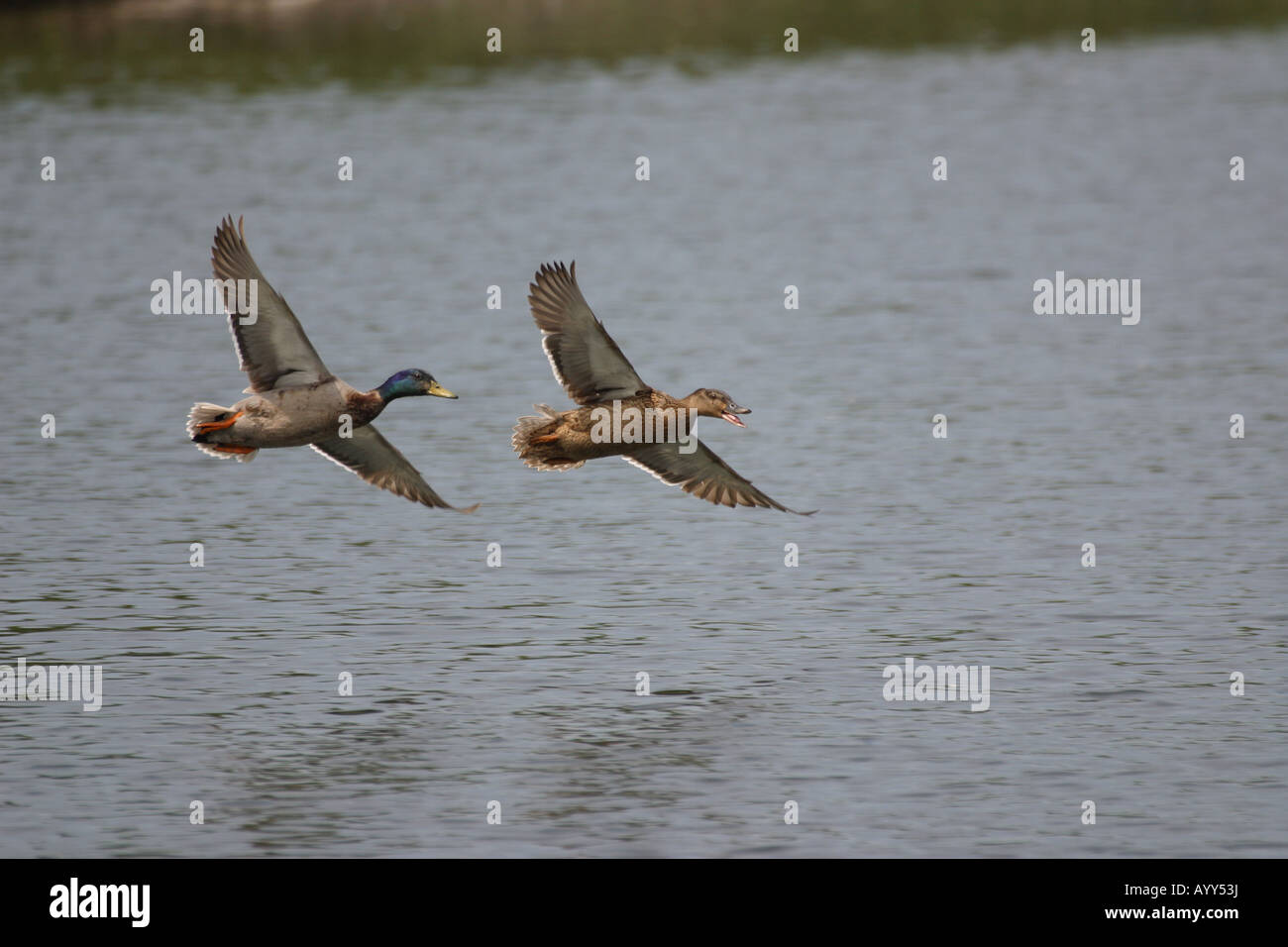 Flying mallard uk morning hi-res stock photography and images - Alamy
