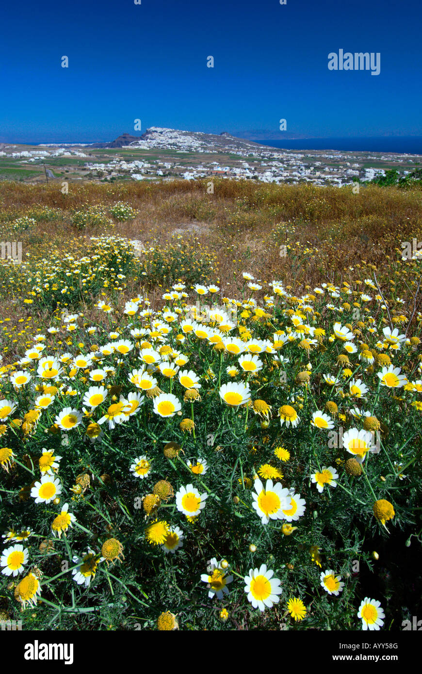 Daisy sea greece hi-res stock photography and images - Alamy