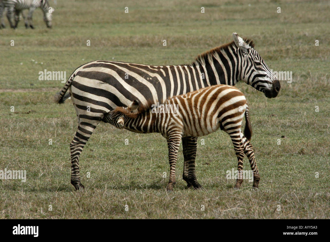 Baby zebra feed hi-res stock photography and images - Alamy