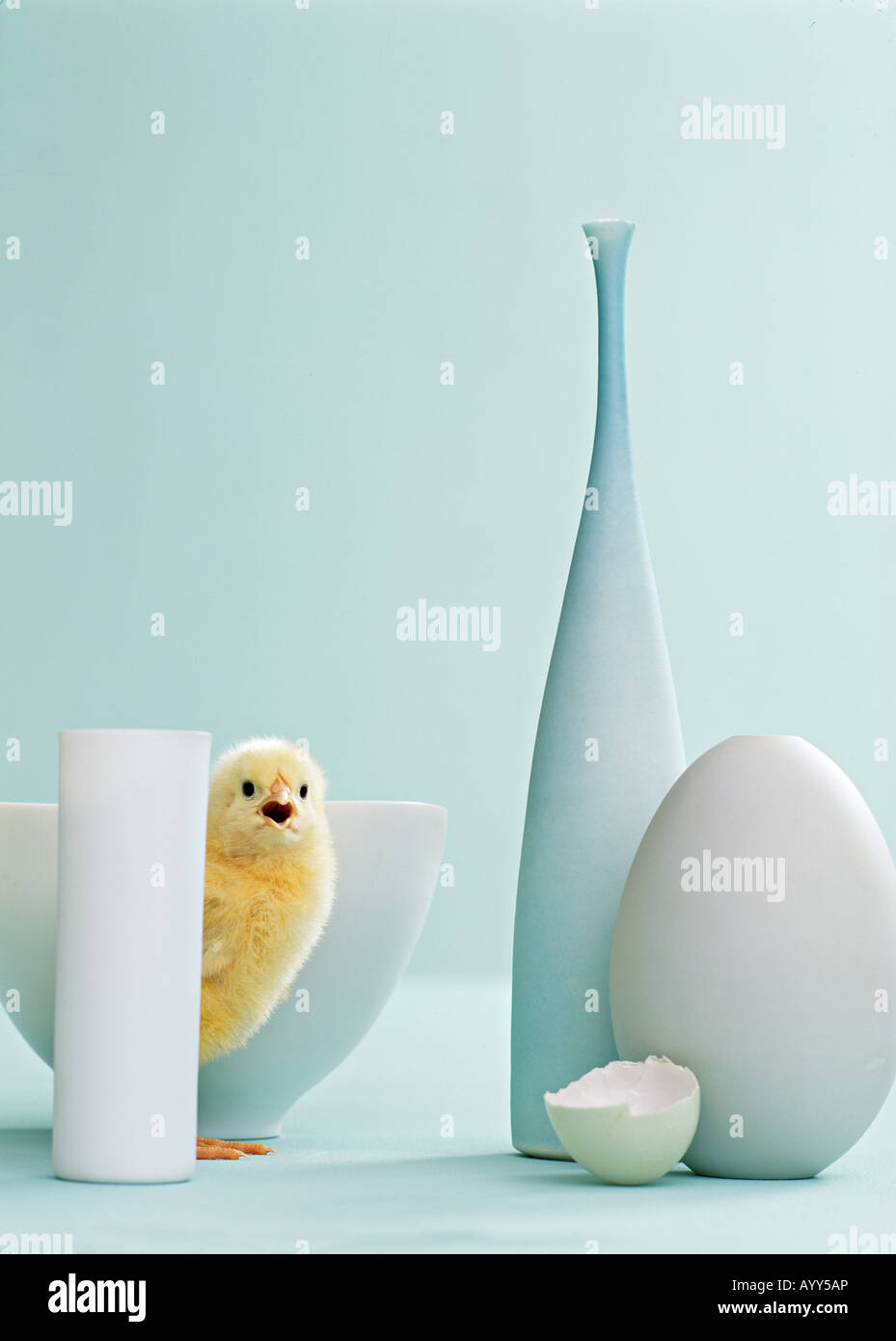 Egg hatching chick hi-res stock photography and images - Alamy