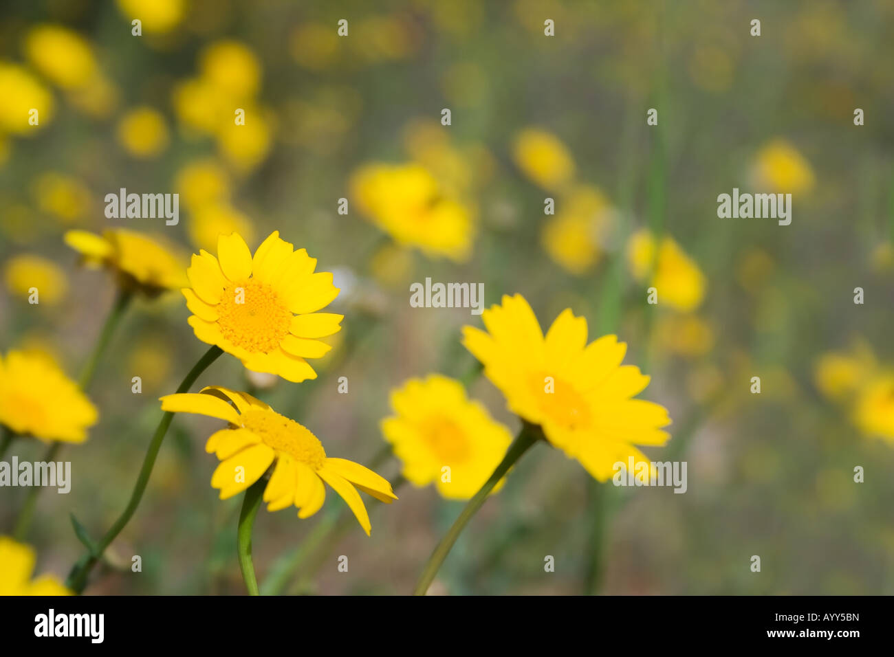 flower field in spring Stock Photo - Alamy