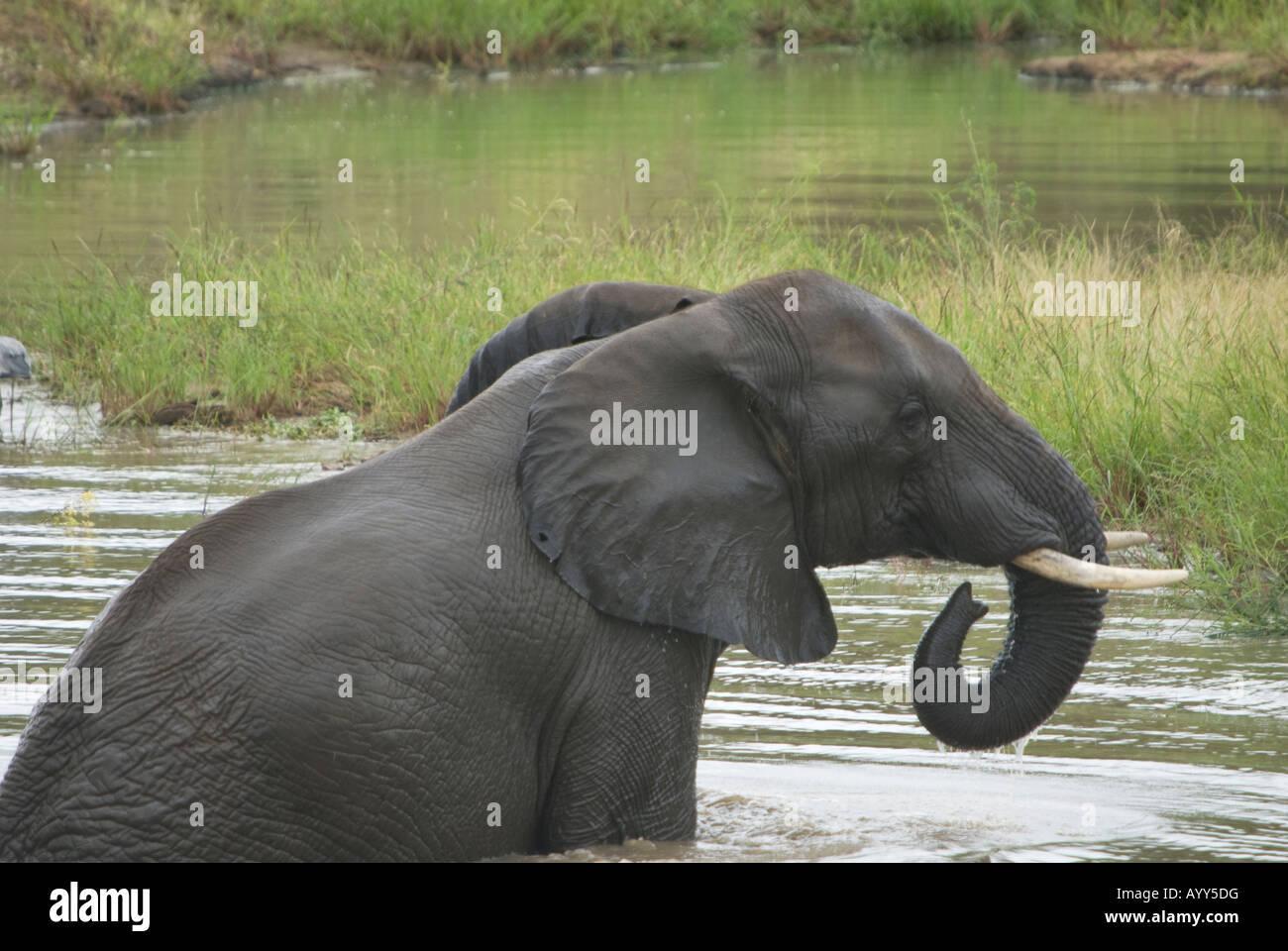 African elephant knee hi-res stock photography and images - Alamy