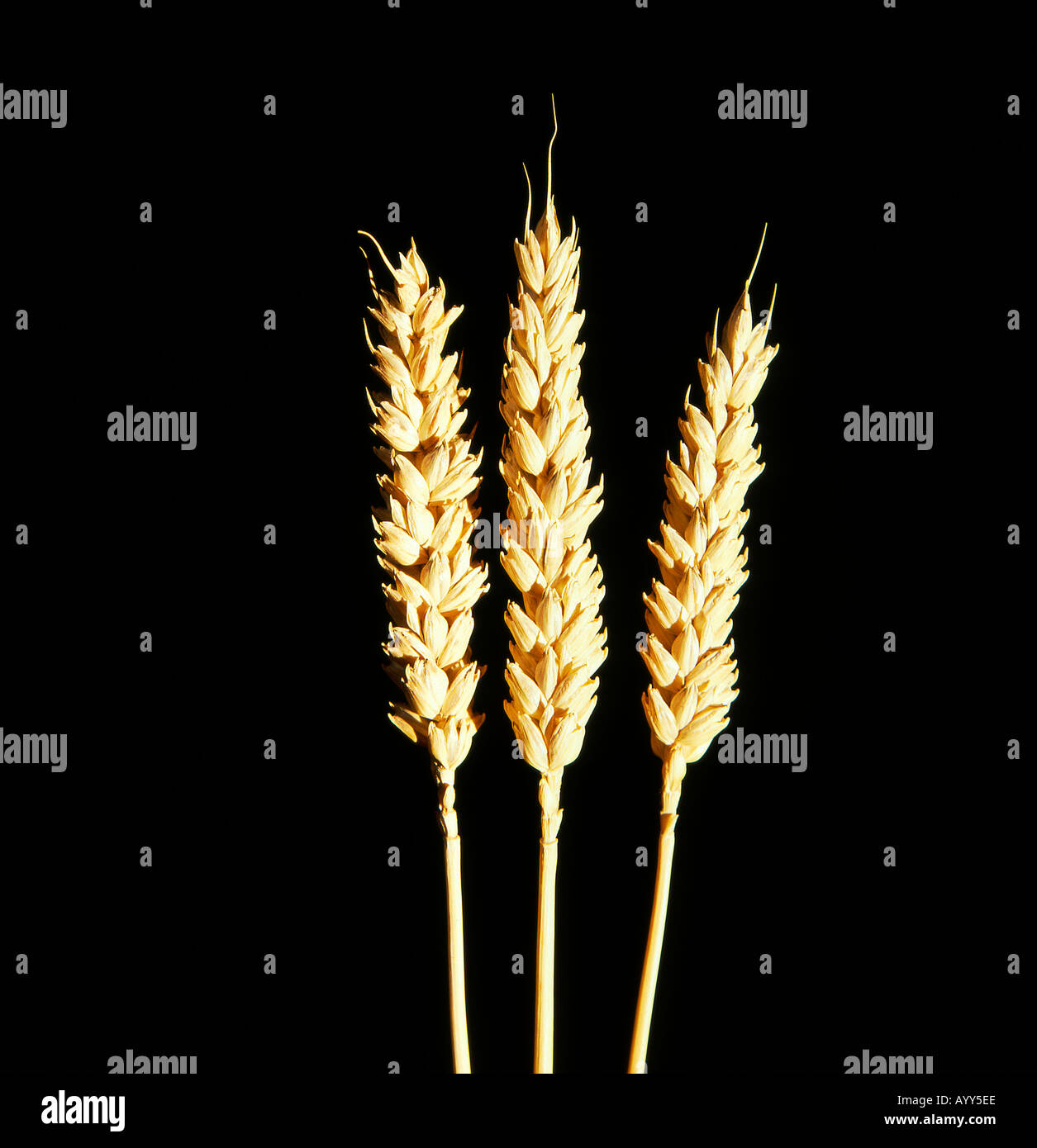 Strand wheat hi-res stock photography and images - Alamy