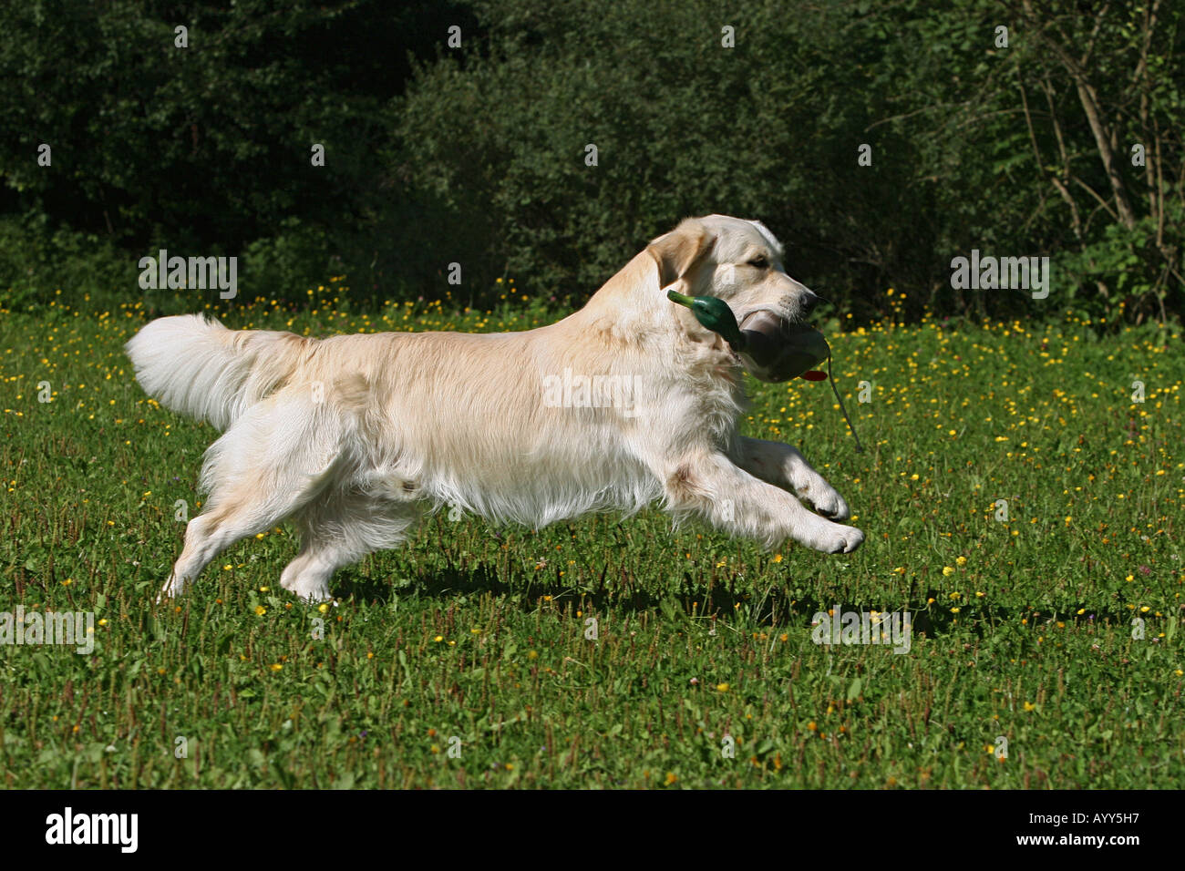 Golden Retriever - retrieving duck Stock Photo - Alamy