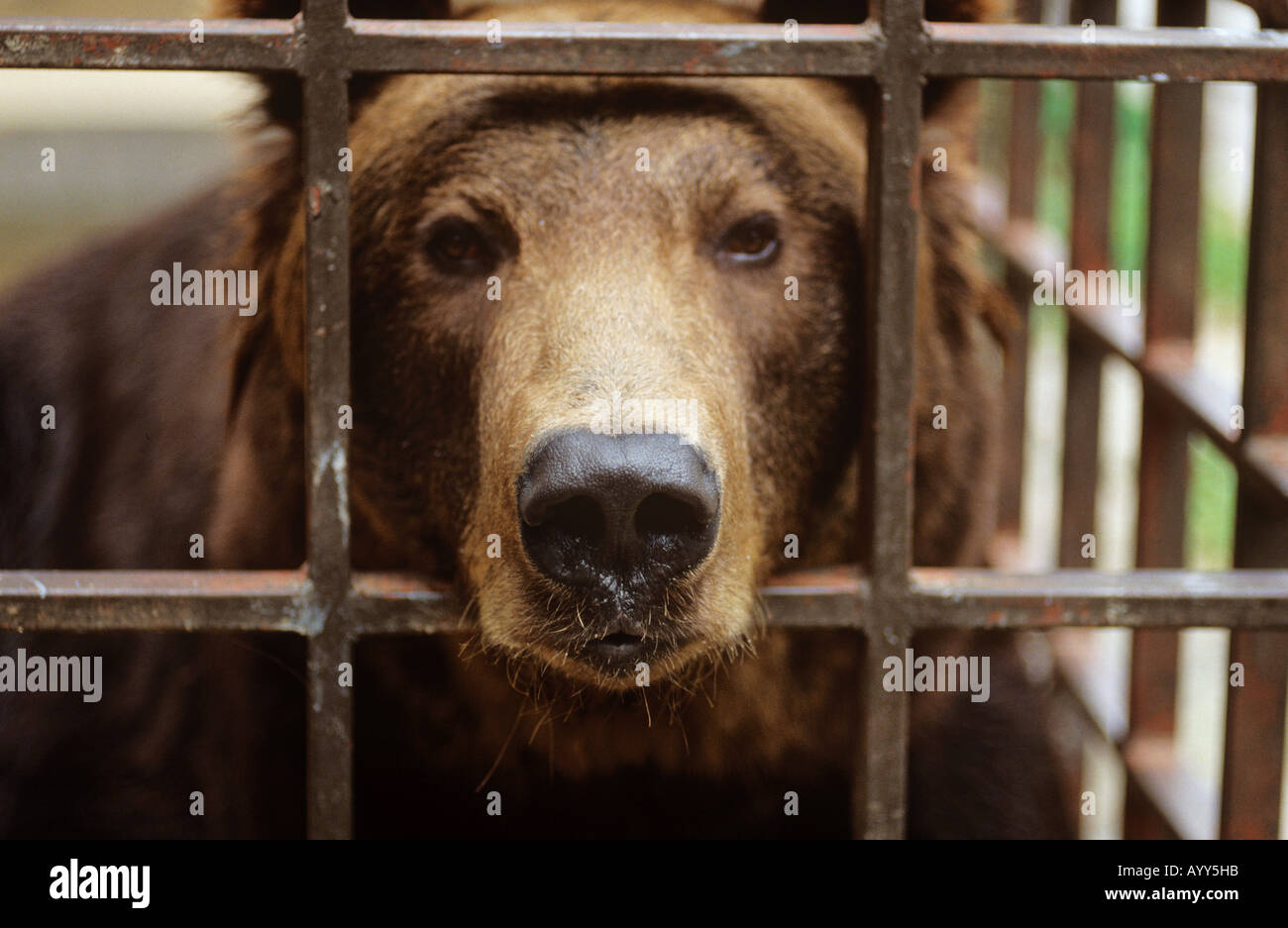Captured bear in cage hi-res stock photography and images - Alamy