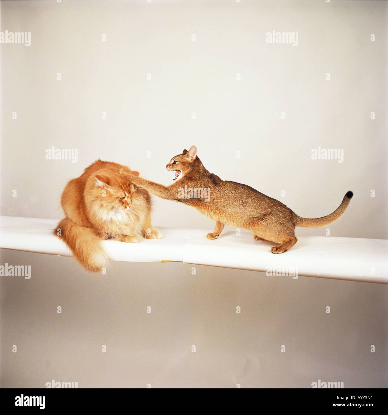 Catfight hi-res stock photography and images - Alamy
