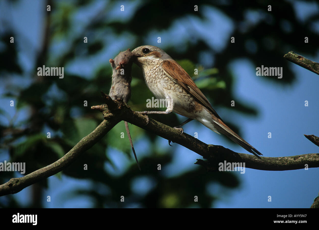 Red backed mouse hi-res stock photography and images - Alamy