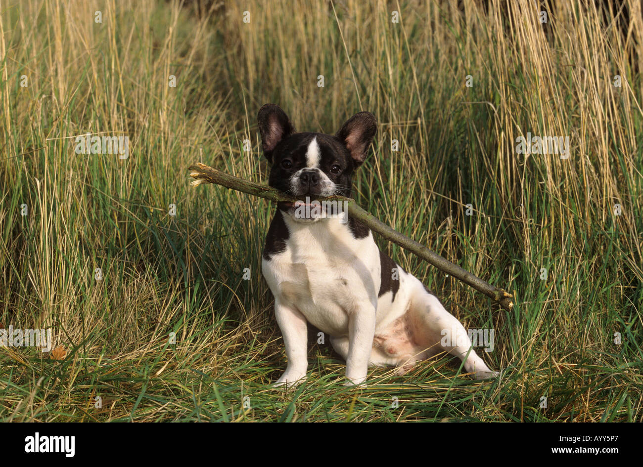 French bulldog - retrieving stick Stock Photo - Alamy