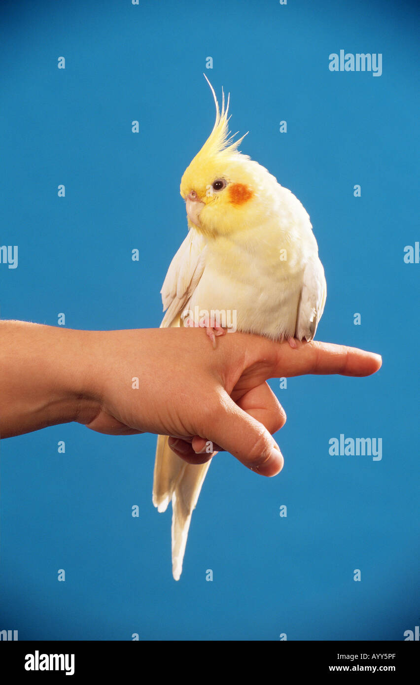 Cockatiel cutout hi-res stock photography and images - Alamy