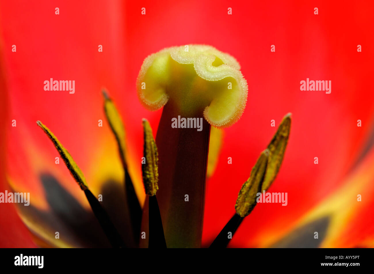 Anthers close up hi-res stock photography and images - Alamy