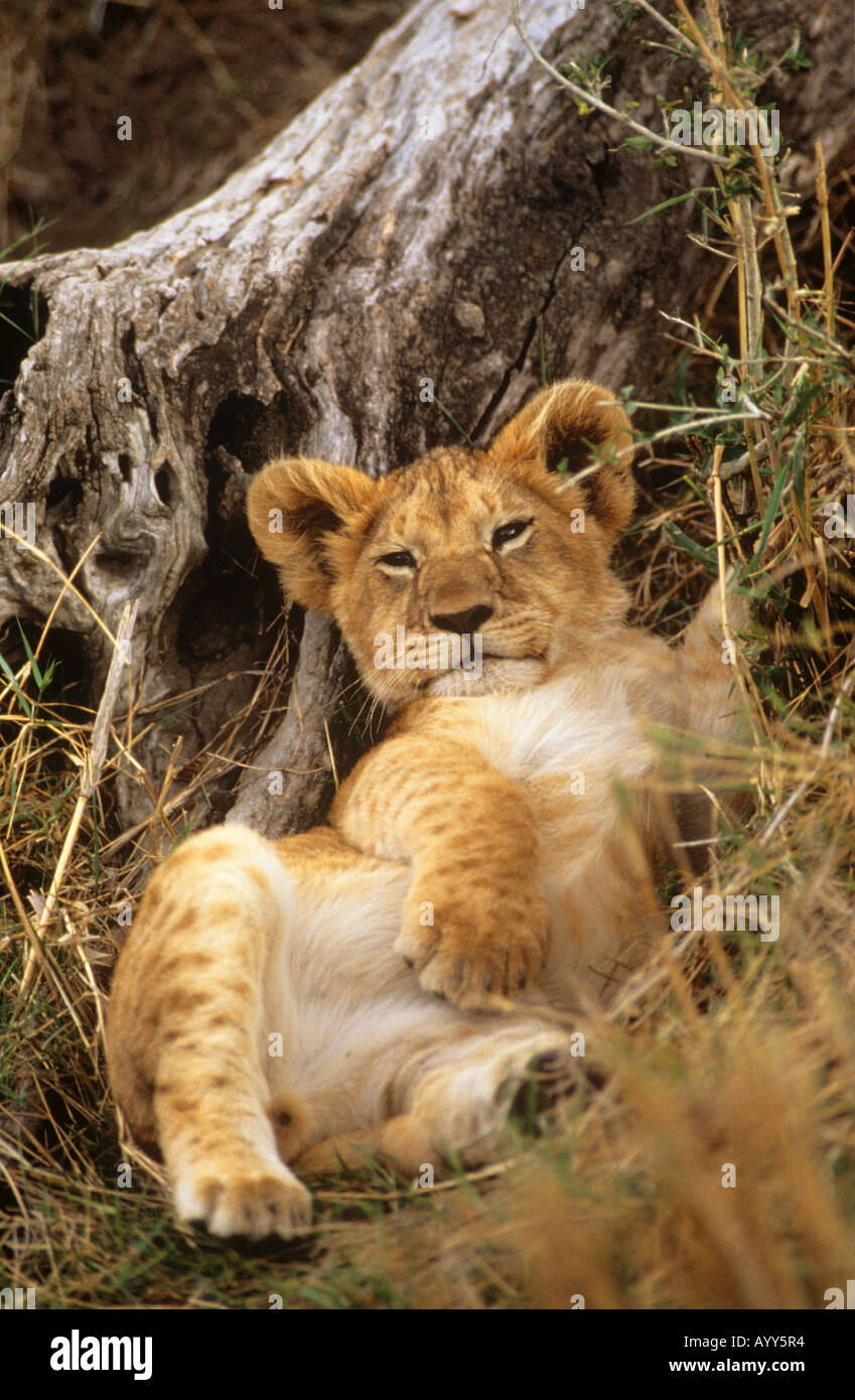 Lion lying back hi-res stock photography and images - Alamy