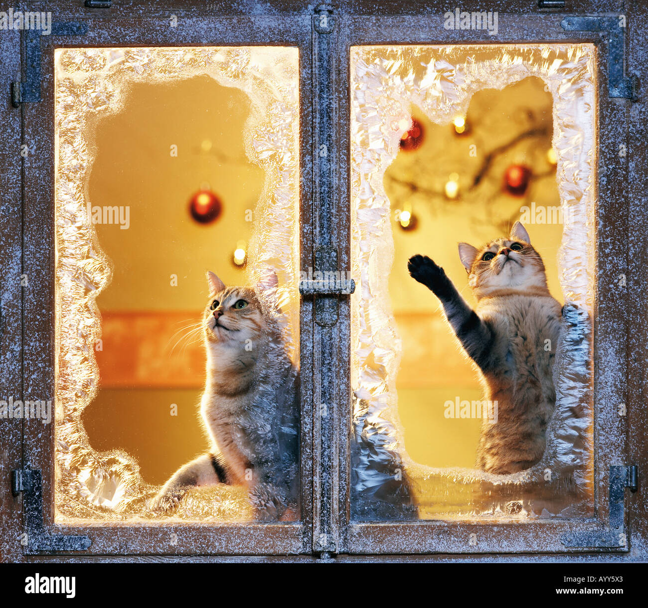 christmas : two domestic cats at window - frosted Stock Photo - Alamy