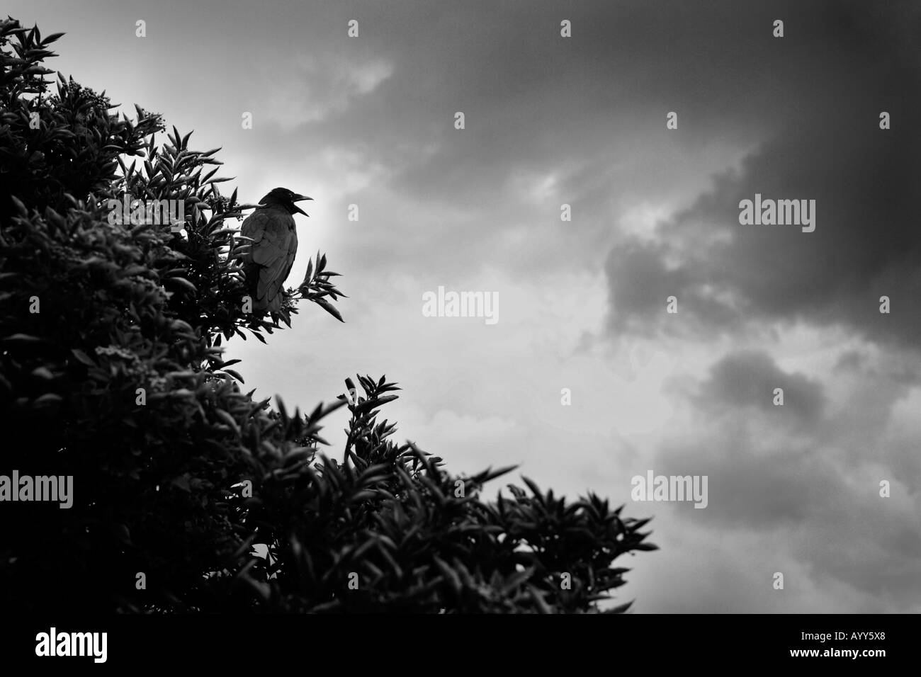 Black crow death hi-res stock photography and images - Alamy