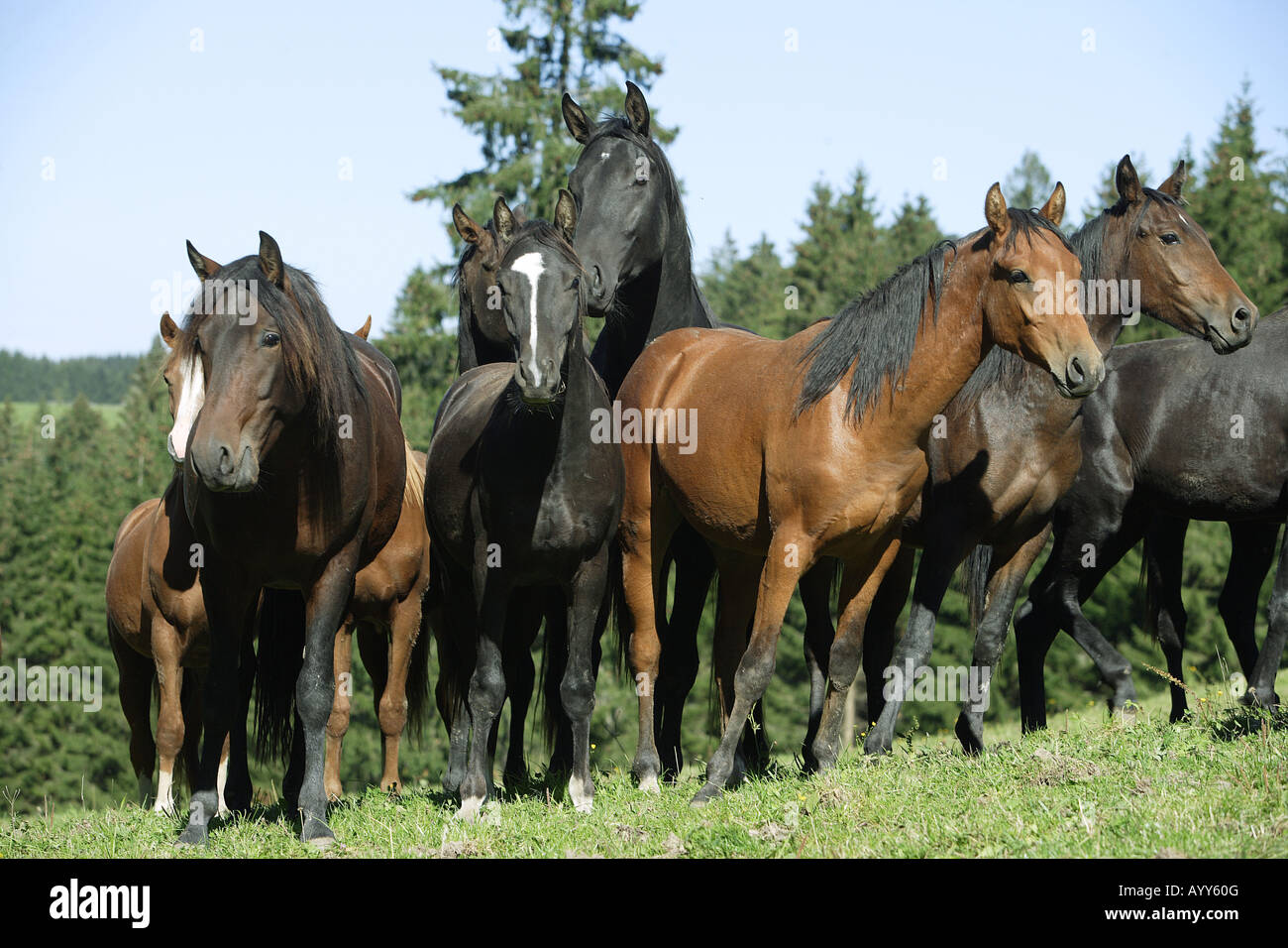 Arabian thoroughbred herd young hi-res stock photography and images - Alamy