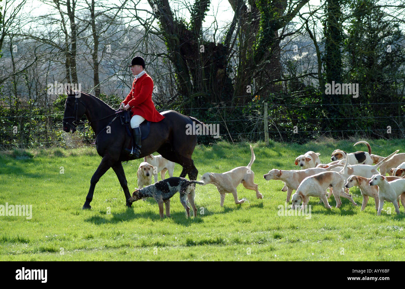 English Hunting Horse High Resolution Stock Photography and Images - Alamy